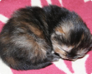 Home - MERCEDES CATS